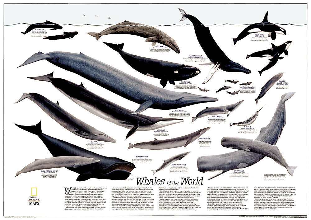 Buy map: Whales of the World, Tubed by National Geographic Maps ...